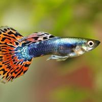 Correlated - Profil - GameDesire